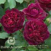 tipi di rose - Fiori in giardino