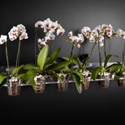 Vasi per orchidee - Vasi - Tipologie di vasi per orchidee